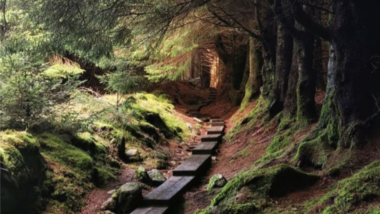 Ballinastoe Woods Walk Guide: Trails, Best Views & Parking