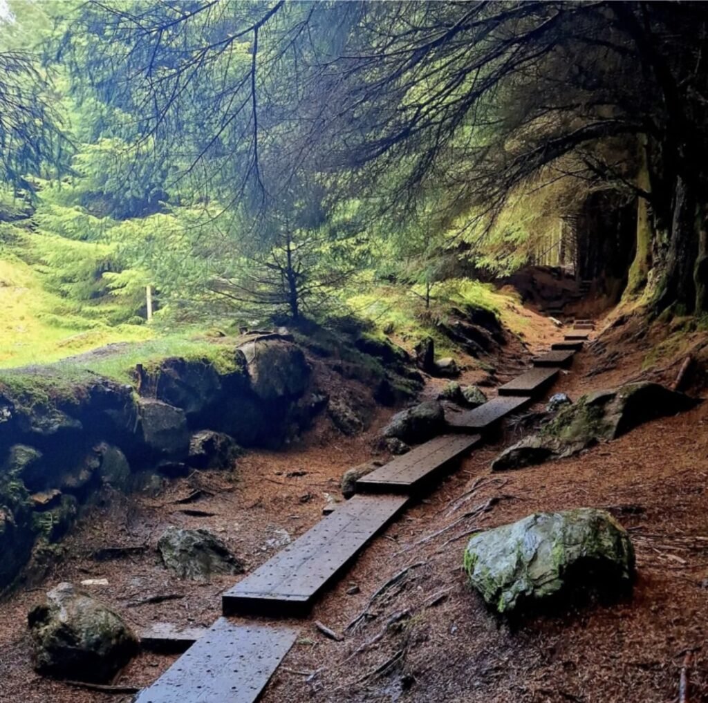 Ballinastoe Woods Walk Guide: Trails, Best Views & Parking