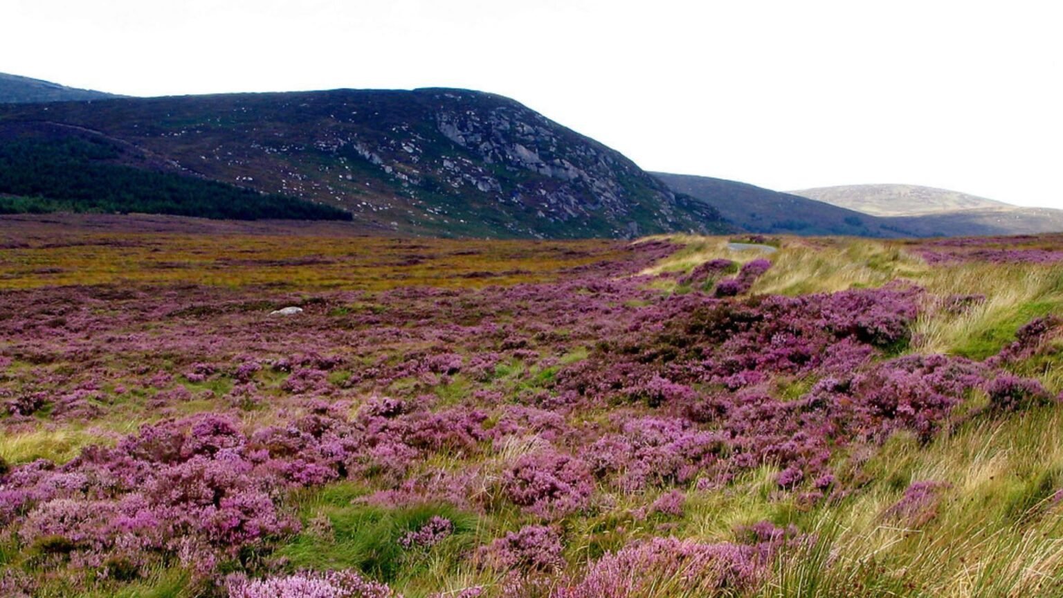 Sally Gap Drive Wicklow: Best Stops, Tips & Key Attractions