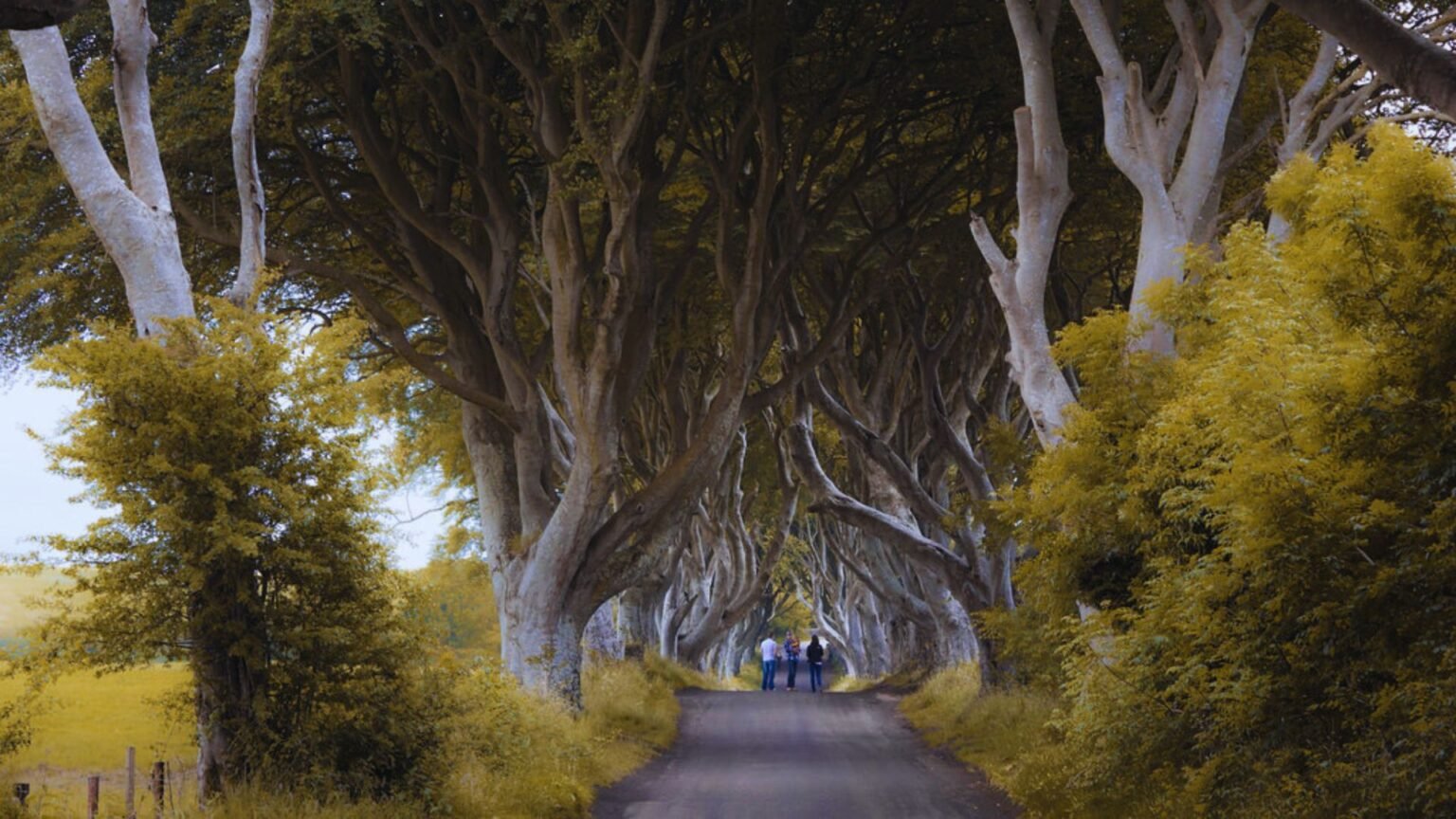 Dark Hedges Guide: Parking, History, Honest Feedback